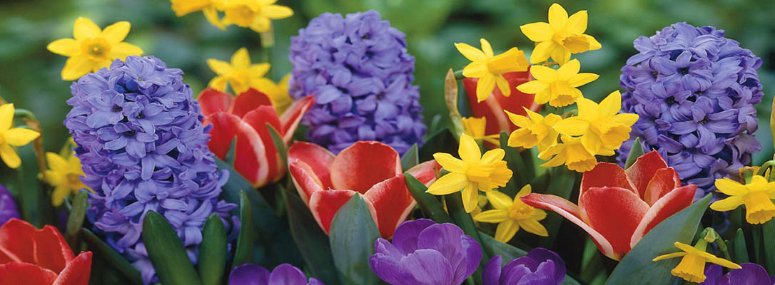 The Flower Sanctuary Florist SW12 Balham 020 8675 3799