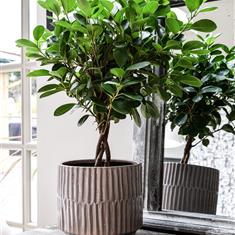 Onno Planter Blush Large